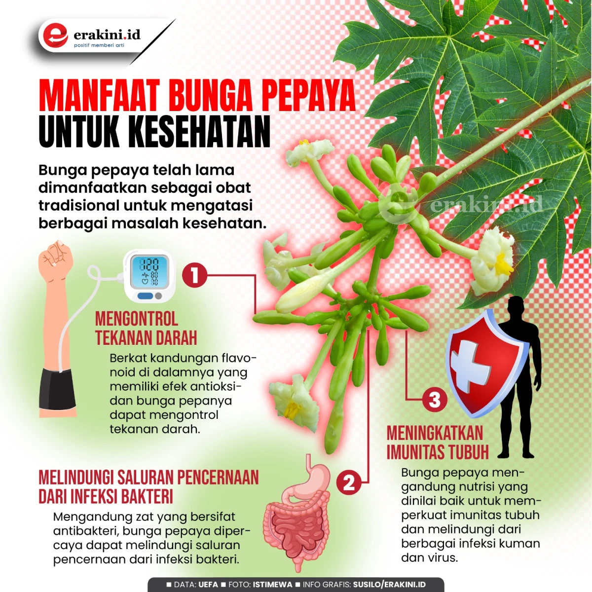 Manfaat bunga pepaya untuk kesehatan | ERAKINI.ID